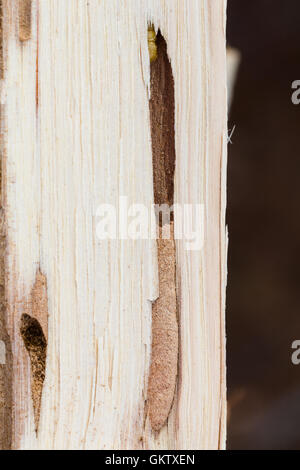 Round Headed Borer larva, in pine firewood, in North Carolina Stock ...
