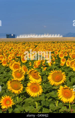 Sunflower field with Denver International Airport in the background ...