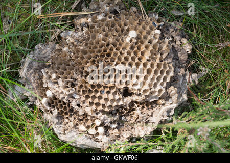 Common wasp nest, (vespula vulgaris) in hollow tree, Norfolk, UK Stock ...