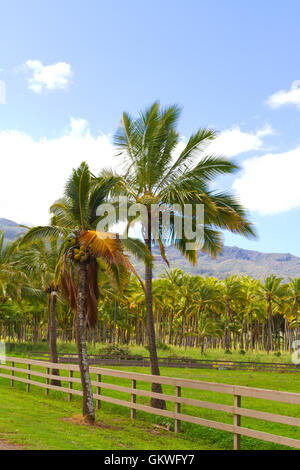 Hawaii Palm Tree Coconut Farm Stock Photo - Alamy