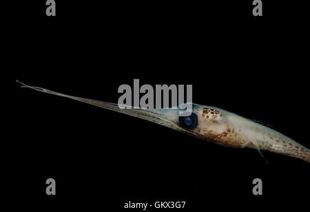 Slender snipe eel (Nemichthys scolopaceus) dead specimen, from deep sea ...