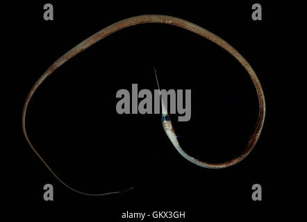 Slender snipe eel (Nemichthys scolopaceus) dead specimen, from deep sea ...