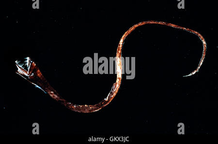 Ribbon sawtail fish (Idiacanthus fasciola) from Atlantic Ocean, at a ...