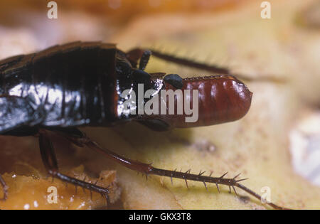 Common Cockroach, Blatta orientalis. Female with ootheca Stock Photo ...