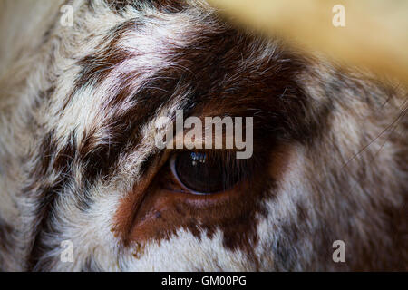 Eye and eyelashes closeup of the eye of a cow Stock Photo: 143662513 ...