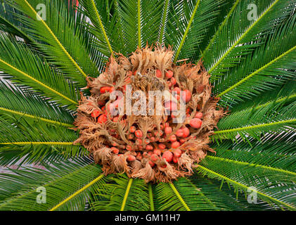 Close up of cycas reproductive parts, female cone and seeds Stock Photo ...