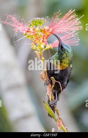 Female Yellow-bellied Sunbird (Nectarinia jugularis or Cinnyris ...