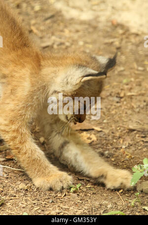 A Canada lynx kitten, a young wild cat native to the North American ...