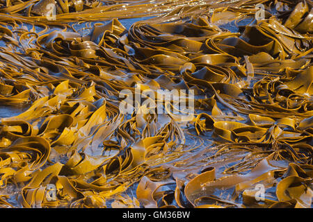 Bull Kelp blades on surface background texture Stock Photo - Alamy