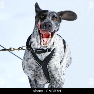 A eurohound sled dog at work Stock Photo - Alamy