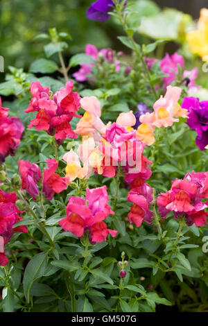 A border of red snapdragons (Antirrhinum majus ‘Night and Day’) with ...