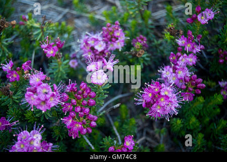 Purple Mountain Heather in the Hoover & Yosemite Wilderness, Humbolt ...