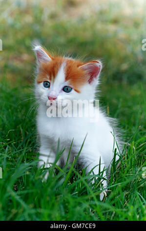 Cute Sitting five weeks old Red fox cub looking at the camera, isolated ...