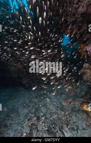 Glassfish in the tropical waters of the Red Sea Stock Photo - Alamy