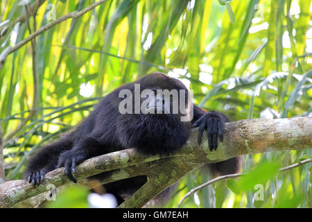 Guatemala, Guatemalan Howler Monkey, Alouatta pigra, hangs on with its ...