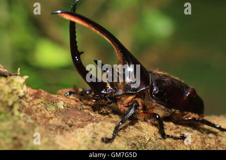 Neptunus beetle (Dynastes neptunus) male in Ecuador Stock Photo - Alamy