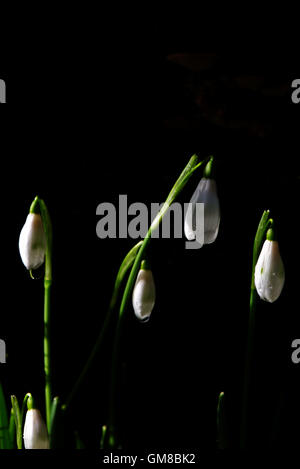 A close up picture of snowdrops taken in Hawkwell Wood in Exmoor ...