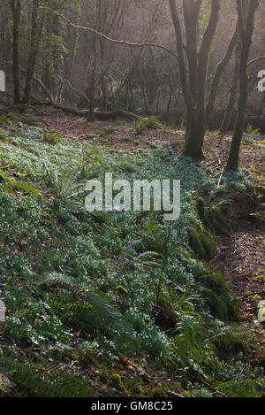 Hawkwell Wood's Snowdrop valley in Exmoor National Park close to ...