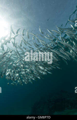 Striped mackerel feeding in the Red Sea Stock Photo - Alamy