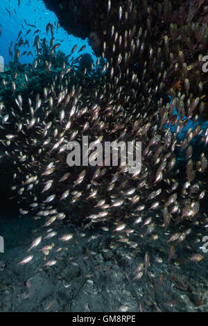 Glassfish in the tropical waters of the Red Sea Stock Photo - Alamy