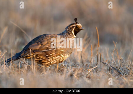 California quail closeup ( Callipepla californica Stock Photo - Alamy
