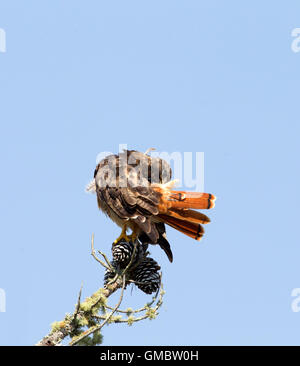 Red-tailed hawk preening in urban habitat Stock Photo - Alamy