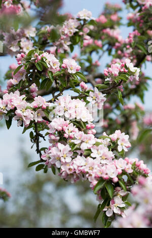 Spring pink blossom of apple trees in orchard, fruit region Haspengouw ...