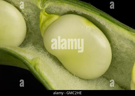 Faba or broad bean in its 'velvet' lined pod, mature and ready to be ...