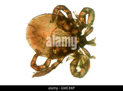 animal animals tick ticks parasite parasites parasitic arachnid ...