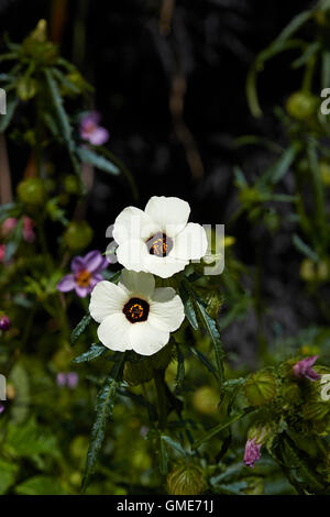 Hibiscus trionum sometimes known as flower-of-an-hour,bladder weed,or ...