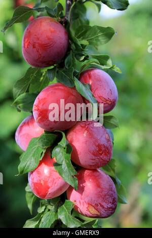 fresh red plum isolated on white background. Top view. Flat lay. Set or ...
