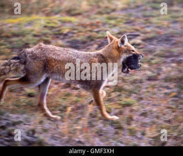 The culpeo (Lycalopex culpaeus), sometimes known as the zorro culpeo or ...