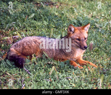 Culpeo (Lycalopex culpaeus), sometimes known as the zorro culpeo or ...