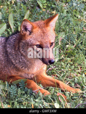 Andean fox, also known as culpeo (Lycalopex culpaeus) spotted in ...