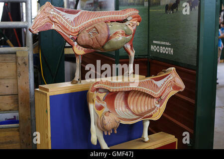 Anatomy of the cow organs Stock Photo - Alamy