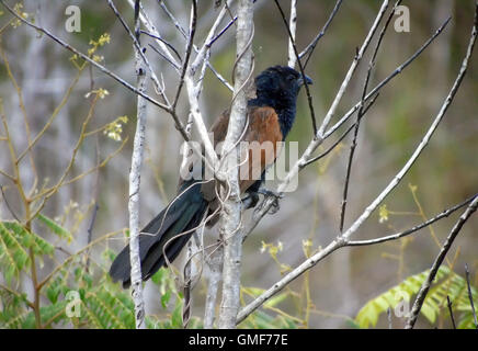 Lesser Coucal (Centropus bengalensis Stock Photo - Alamy