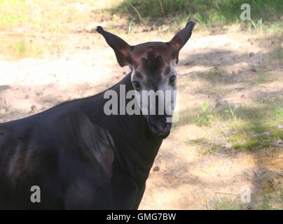 Female Central African Okapi (Okapia johnstoni) feeding on leaves ...