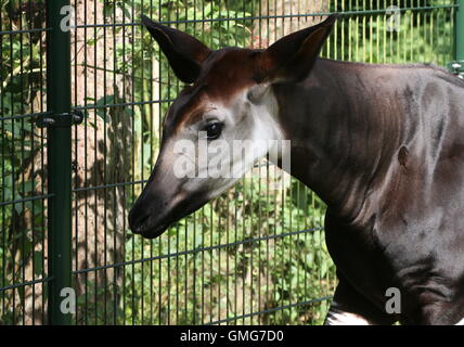 Female Central African Okapi (Okapia johnstoni) feeding on leaves ...