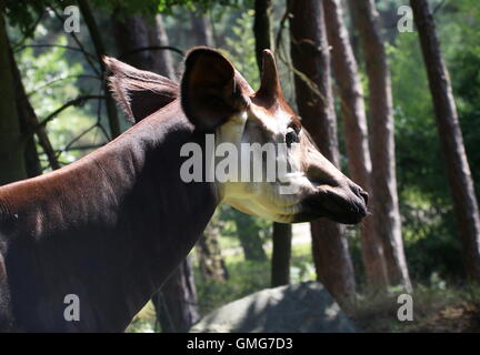 Female Central African Okapi (Okapia johnstoni) feeding on leaves ...