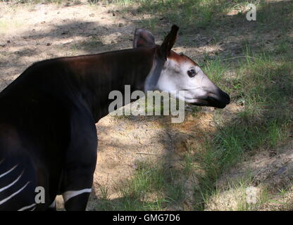 Female Central African Okapi (Okapia johnstoni) feeding on leaves ...