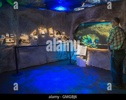 Exhibit of Florida's freshwater cave and cavern systems and the ...