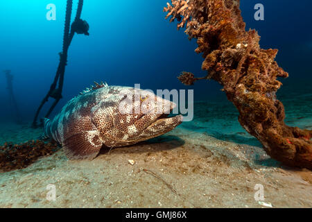 Malabar grouper the tropical waters of the Red Sea Stock Photo - Alamy