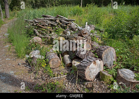 Pile of rotting logs provides habitat for insects Ynys-hir nature ...