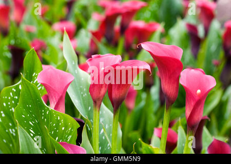 Zantedeschia 'Hawk Eye' flowers growing outdoors Stock Photo - Alamy