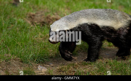 photo of an alert Honey Badger walking Stock Photo - Alamy