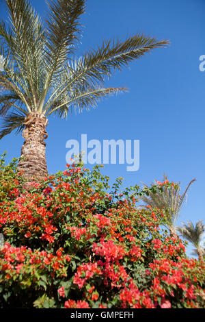 pam tree, sky and flowers Stock Photo - Alamy