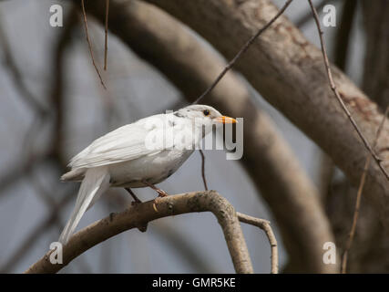 Leucistic Male Blackbird, Turdus merula, with wholly white plumage ...