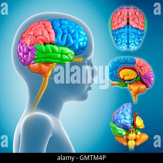 Illustration of child's brain anatomy Stock Photo - Alamy