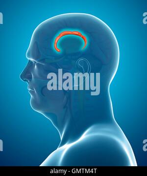 Illustration of the cingulate gyrus in the brain Stock Photo - Alamy