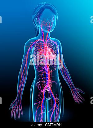 Illustration of a teenage girl's circulatory system Stock Photo - Alamy